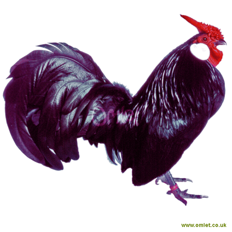 Rosecomb Bantam Chickens | Rosecomb Bantam For Sale | Chicken Breeds