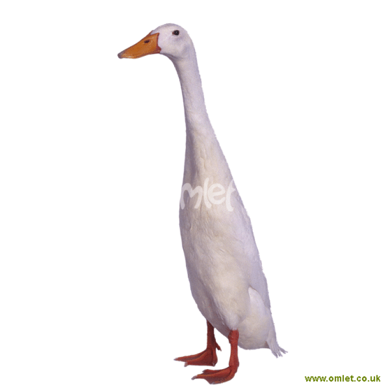 Indian Runners Ducks | Duck Breeds