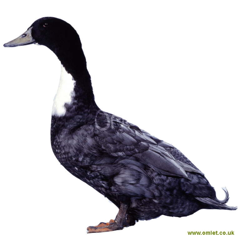 Crested Blue Swedish Duck