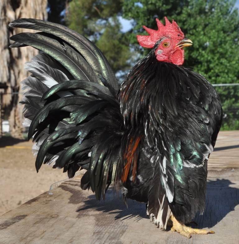 Serama For Sale | Chickens | Breed Information | Omlet