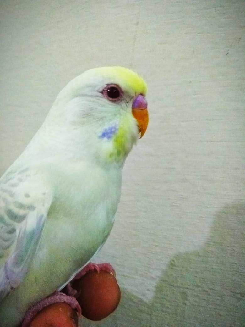Parakeet Color Types | Varieties and Types | Parakeets | Guide | Omlet US