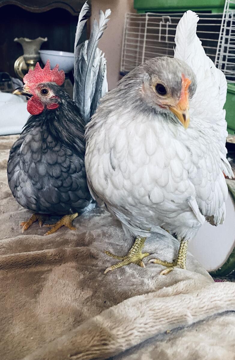 Serama Chickens | Serama For Sale