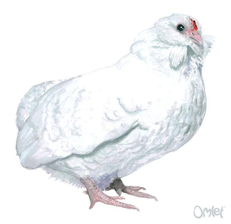Barbu Du Grubbe Chickens | Barbu Du Grubbe For Sale | Chicken Breeds