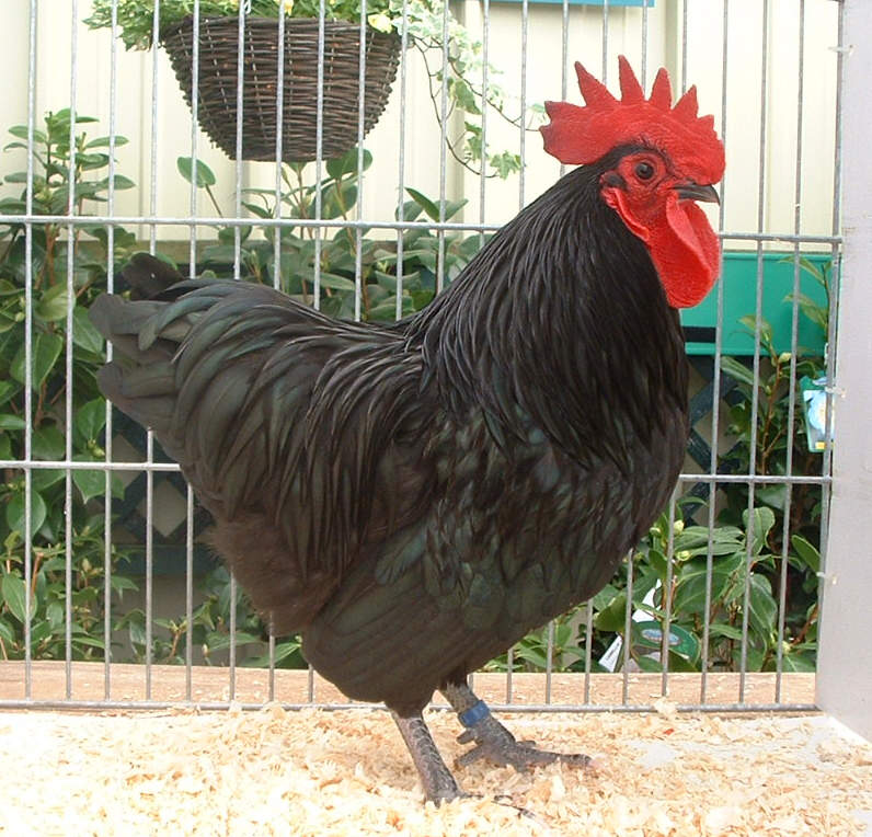 Australorps For Sale | Chickens | Breed Information | Omlet