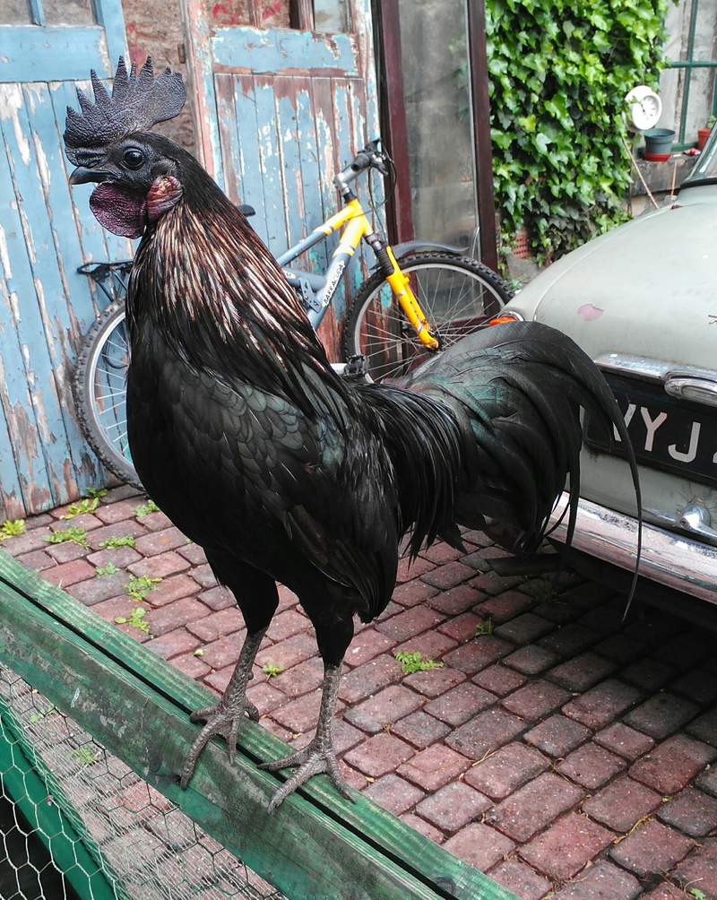 Sumatra For Sale | Chickens | Breed Information | Omlet