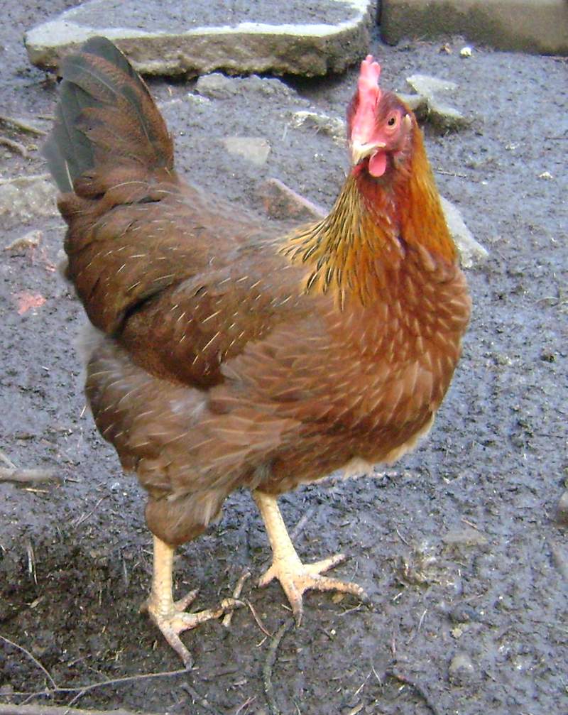 Vorwerk Chickens | Vorwerk For Sale