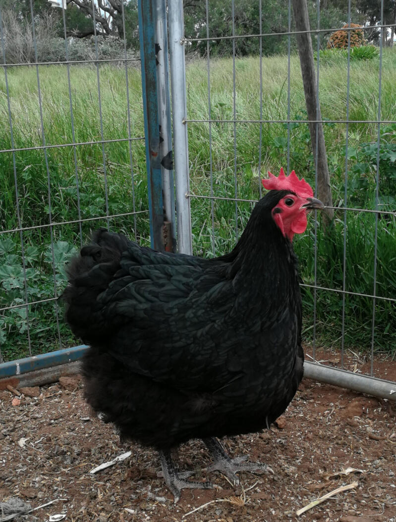 Australorps For Sale | Chickens | Breed Information | Omlet