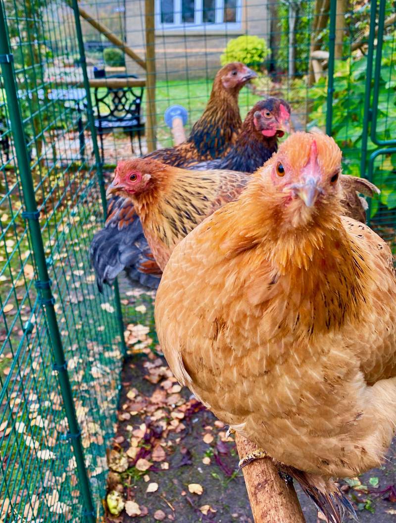 Omlet | The Omlet Chicken Perch | Chicken Coops, Walk in Chicken Runs ...