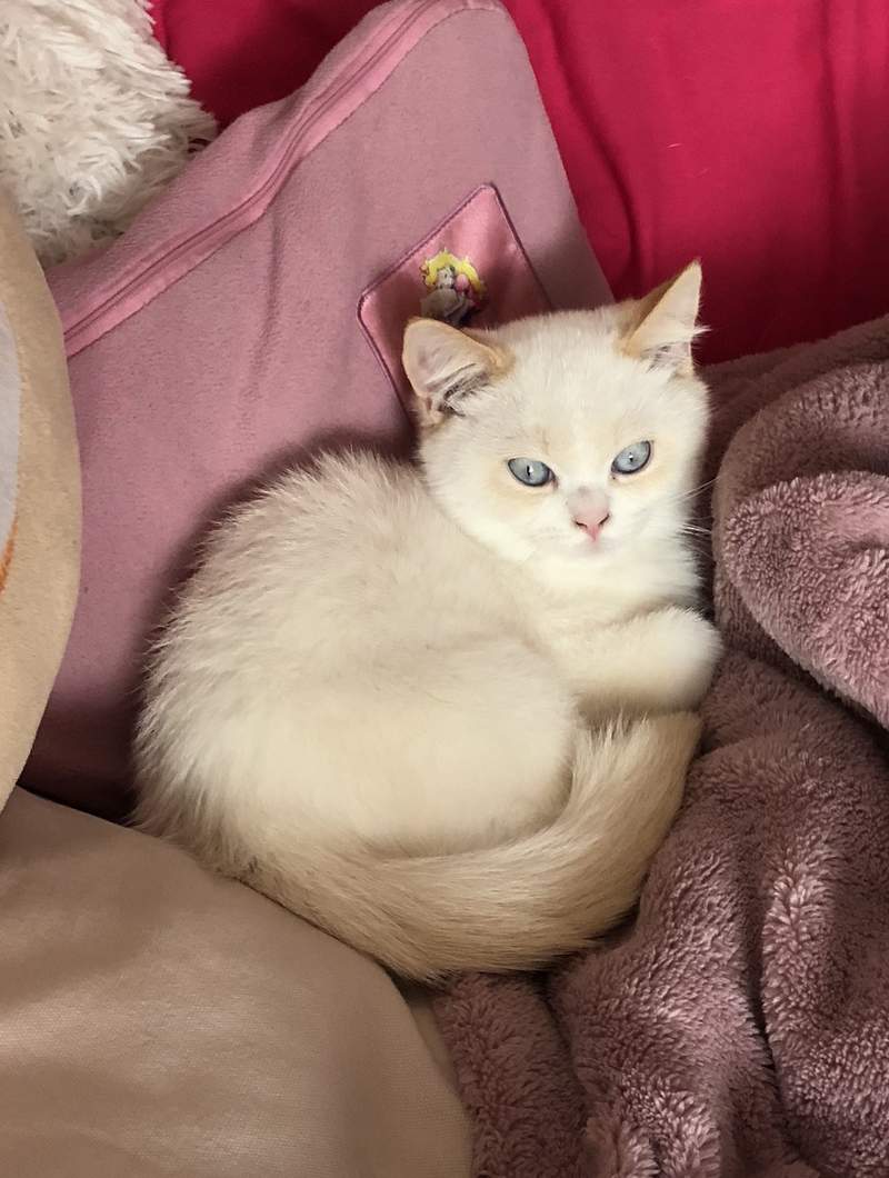 Cats | Guide | Omlet US