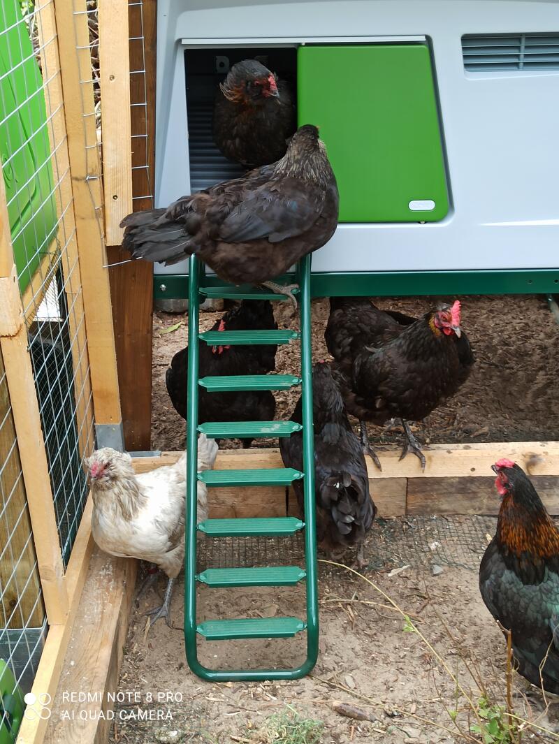 Large Eglu Cube Chicken Coop with Runs | Easy to Clean Safe Hen House ...