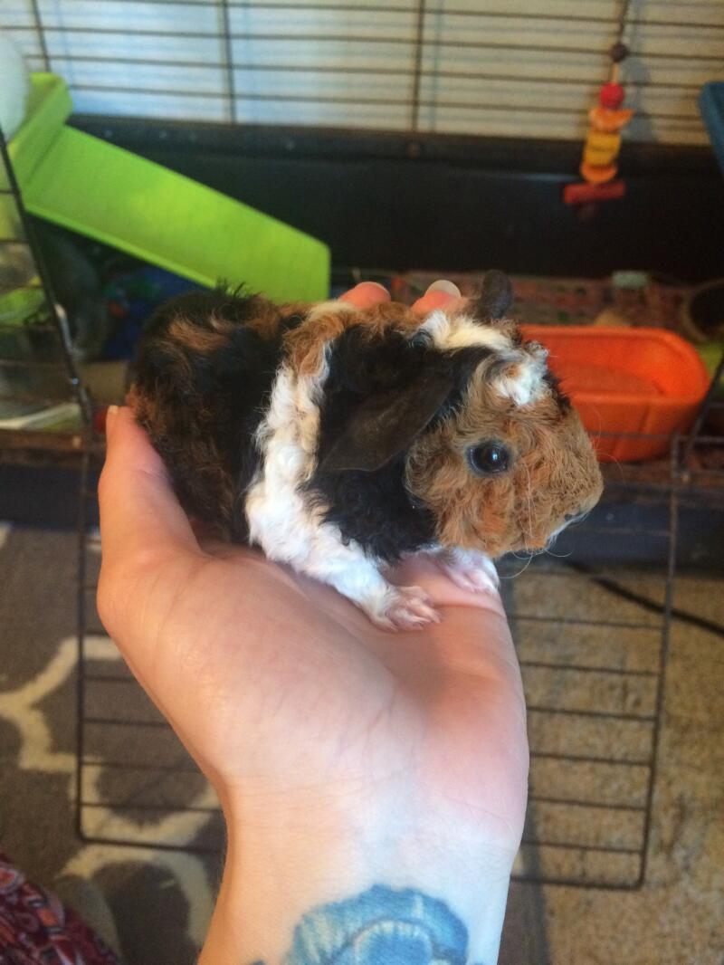 Alpaca Guinea Pigs | Alpaca For Sale
