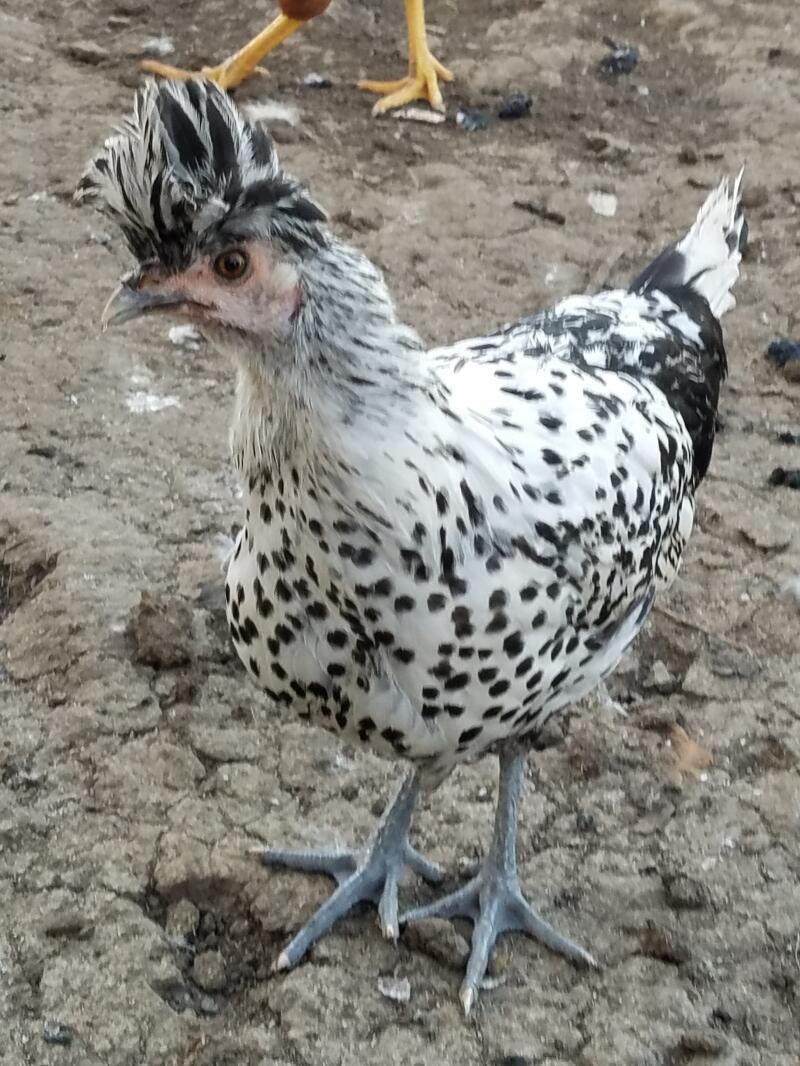 Appenzeller Spitzhauben Chickens | Appenzeller Spitzhauben For Sale
