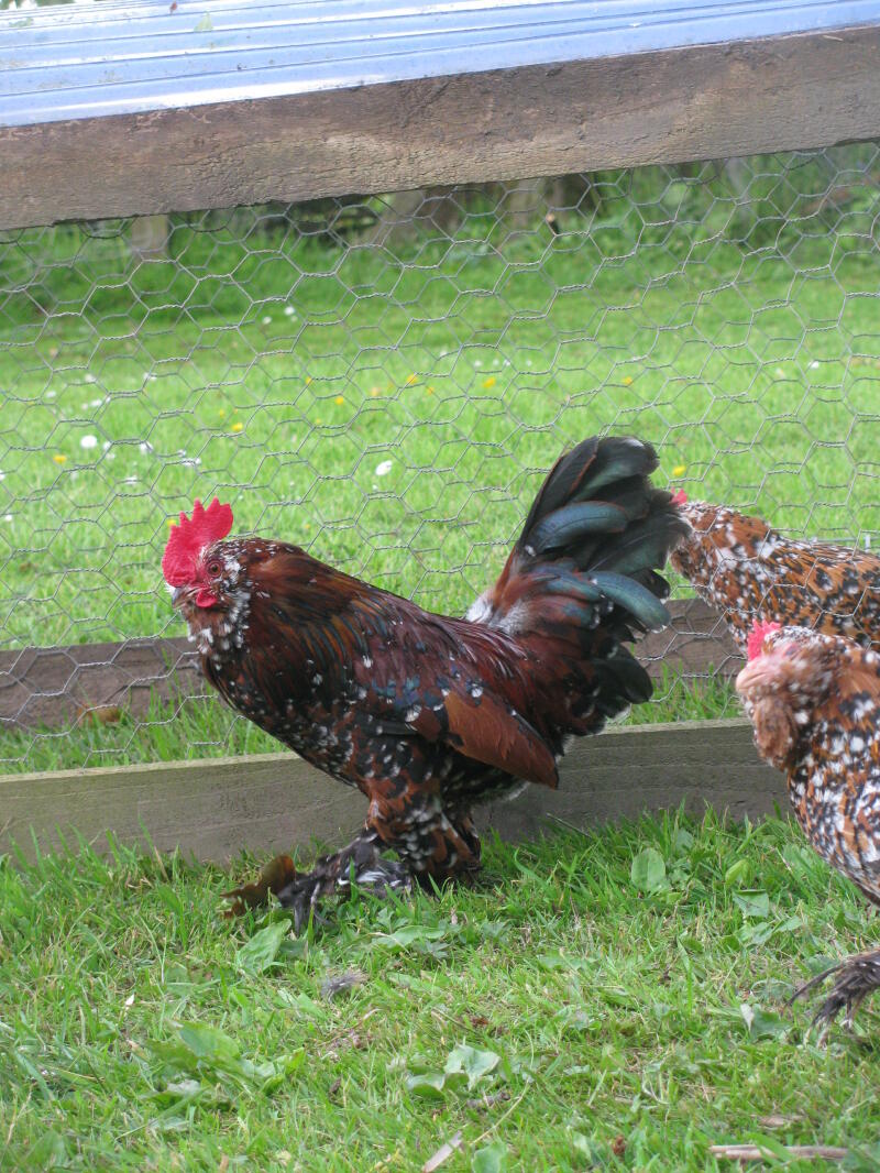 Booted Bantam For Sale | Chickens | Breed Information | Omlet