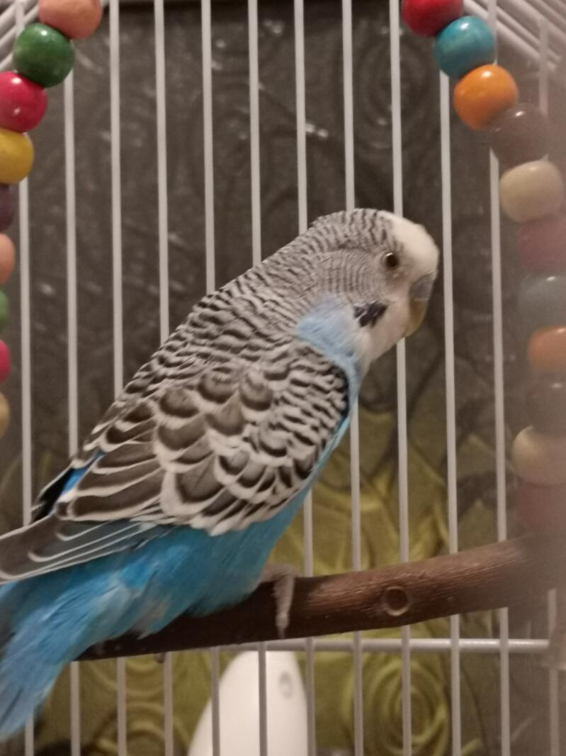 Normal Parakeet Behavior | Parakeet Behaviour | Parakeets | Guide
