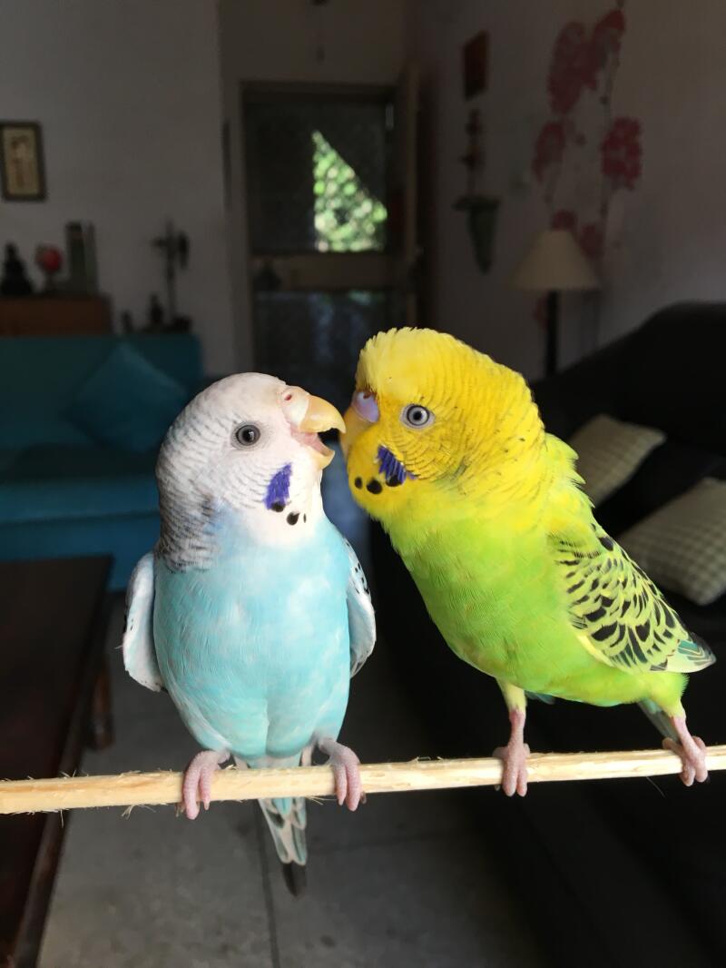 Introduction To Parakeets | Parakeets | Guide | Omlet US