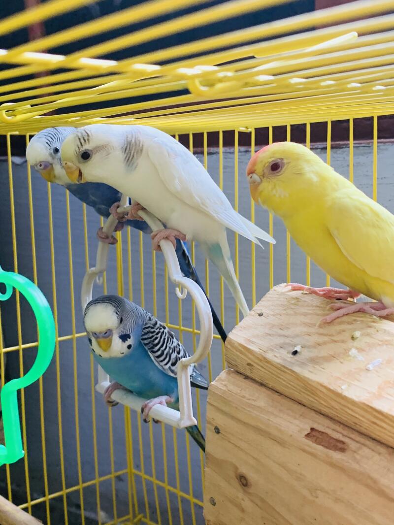 Parakeet Color Types | Varieties and Types | Parakeets | Guide | Omlet US