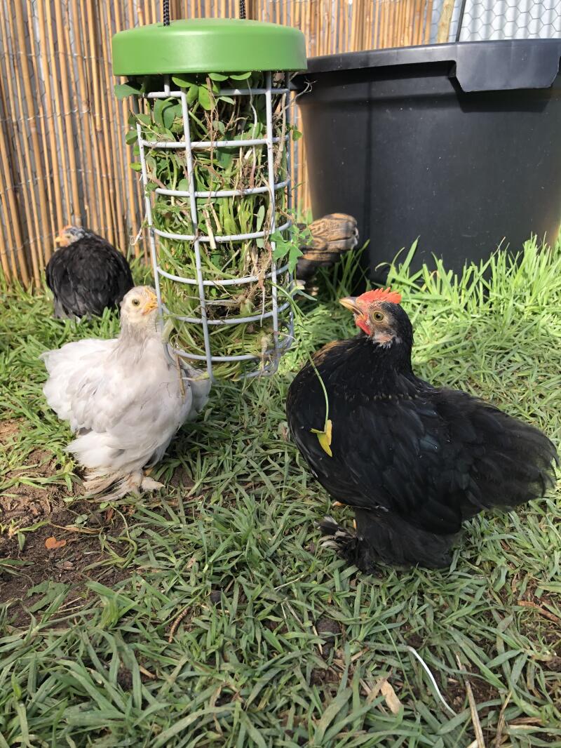 Caddi Chicken Treat Holder | Omlet