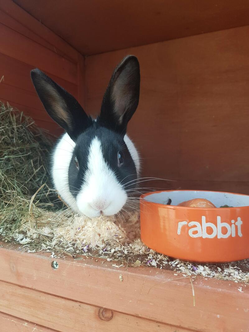 Dutch Rabbits | Dutch For Sale