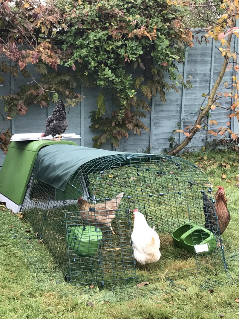Modern Chicken Coop - Eglu Go | Omlet
