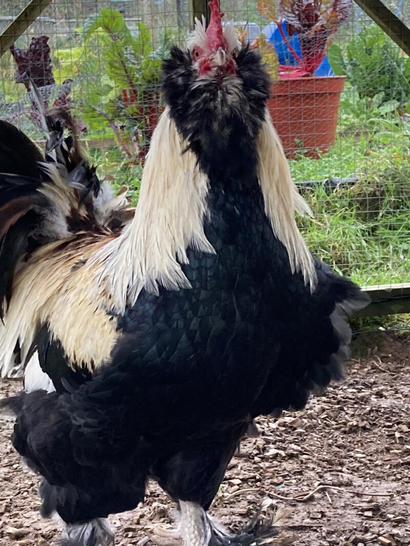 Faverolle Chickens | Faverolle For Sale