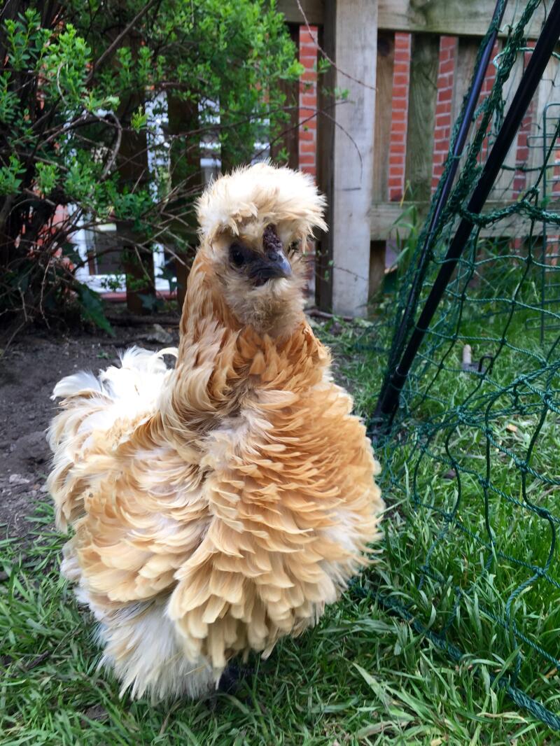 Frizzle Chickens | Frizzle For Sale
