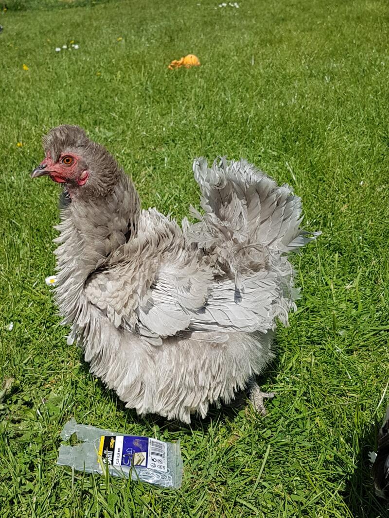 Frizzle Chickens | Frizzle For Sale