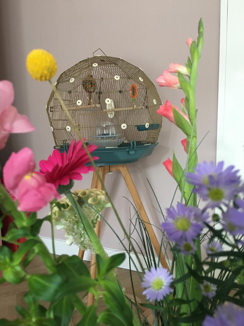 Geo Bird Cage | The Beautiful Geodesic Parakeets Cage