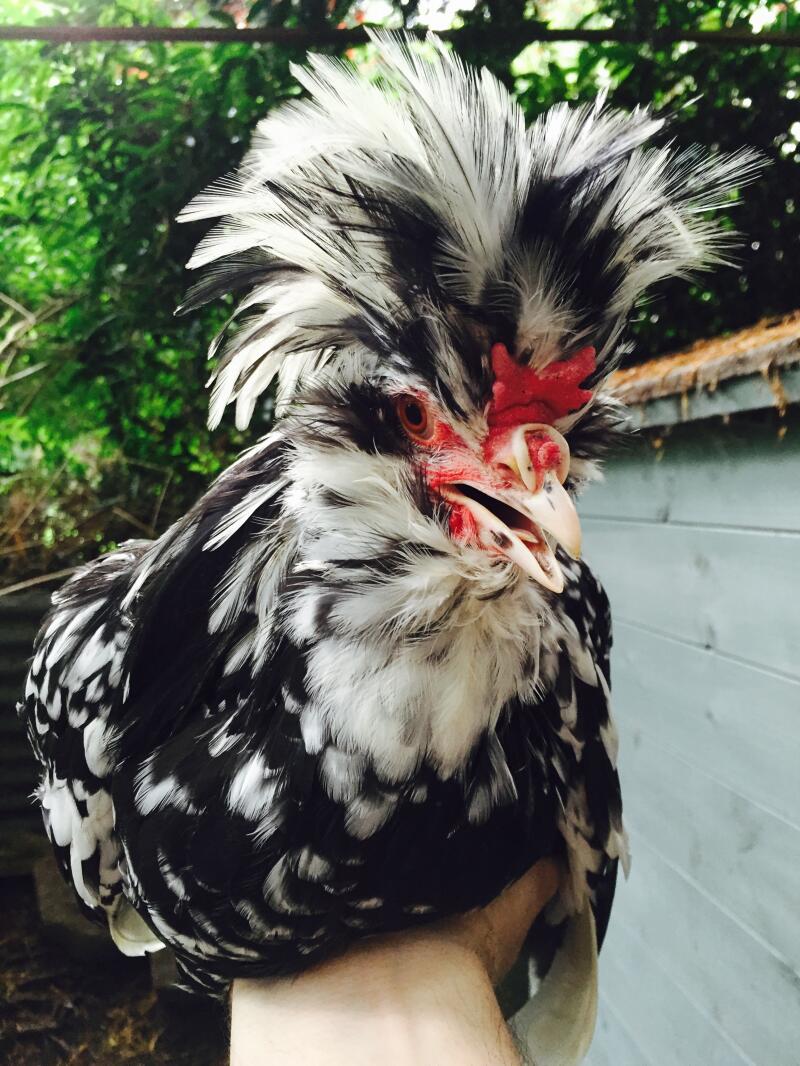 Houdan Chickens | Houdan For Sale