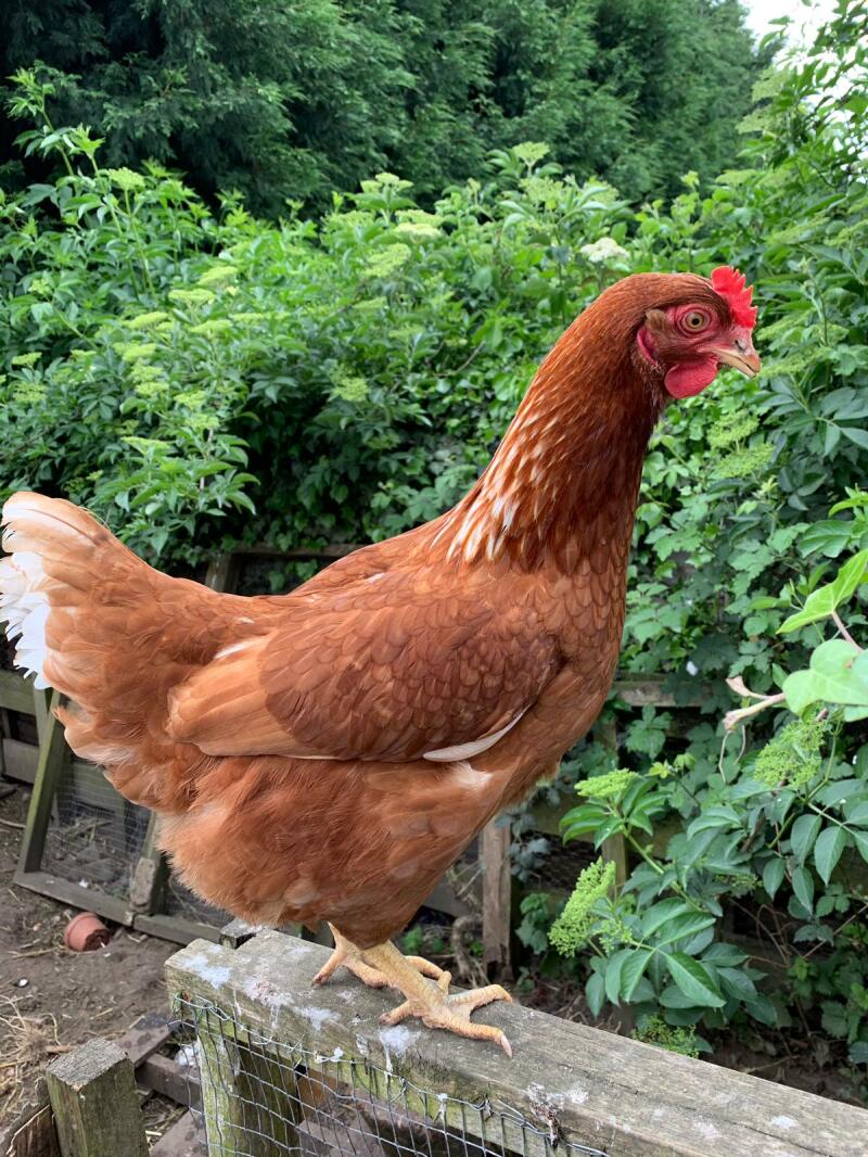 Hybrid Chickens | Hybrid For Sale