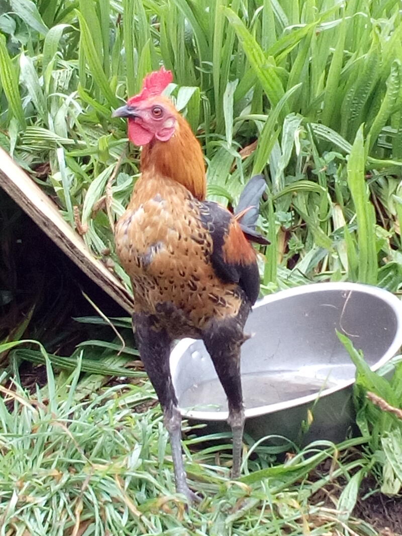 Modern Game Chickens | Modern Game For Sale