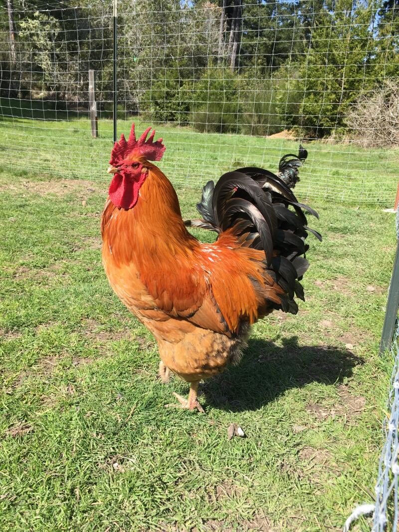 New Hampshire Red For Sale | Chickens | Breed Information | Omlet