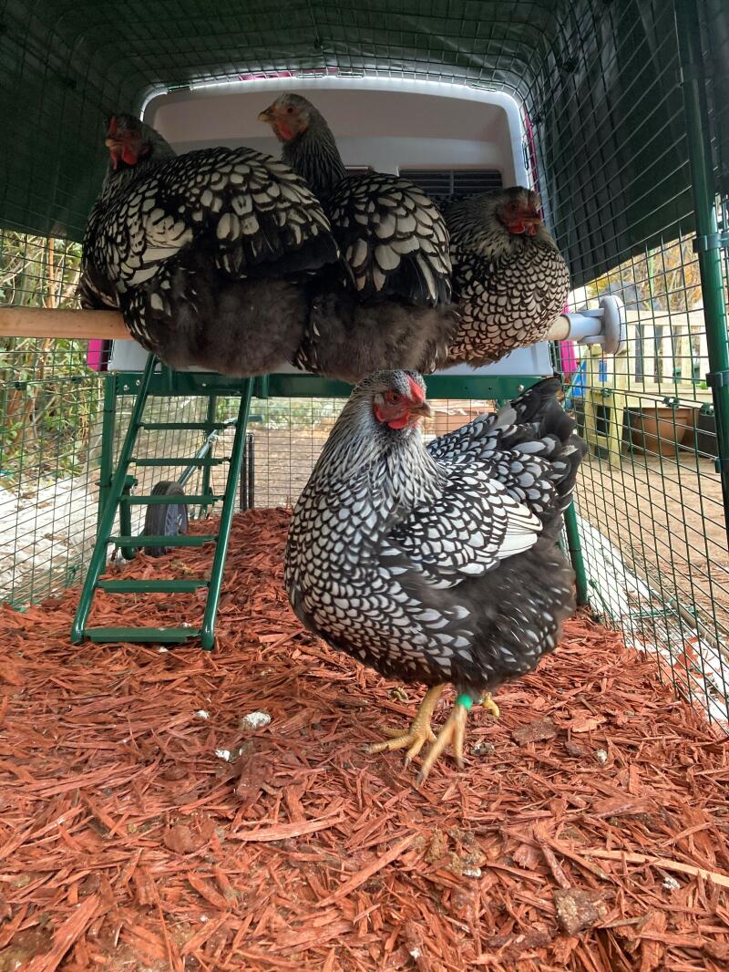Omlet | The Omlet Chicken Perch | Chicken Coops, Walk in Chicken Runs ...
