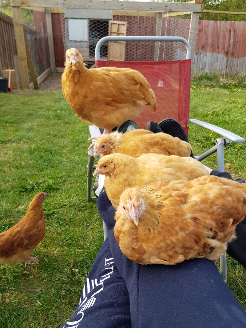 Orpington Chickens | Orpington For Sale
