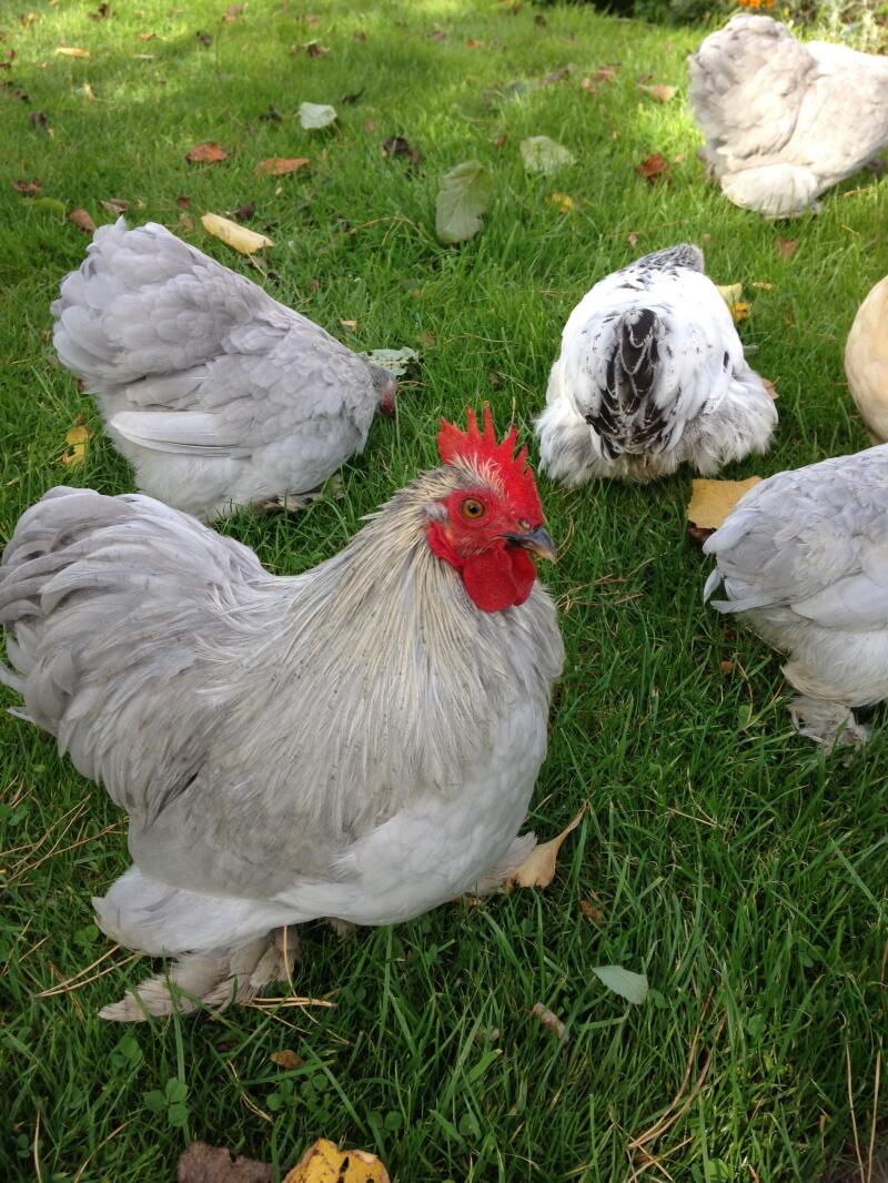Pekin Bantam For Sale | Chickens | Breed Information | Omlet