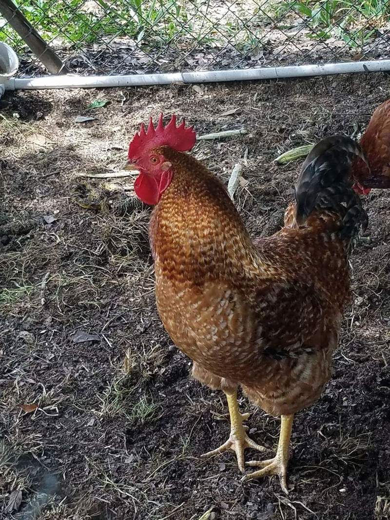 Rhodebar For Sale | Chickens | Breed Information | Omlet