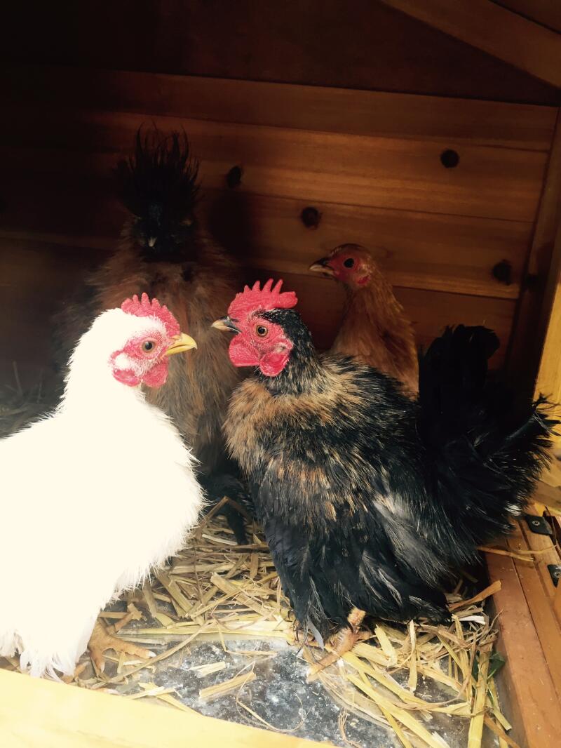 Serama Chickens | Serama For Sale