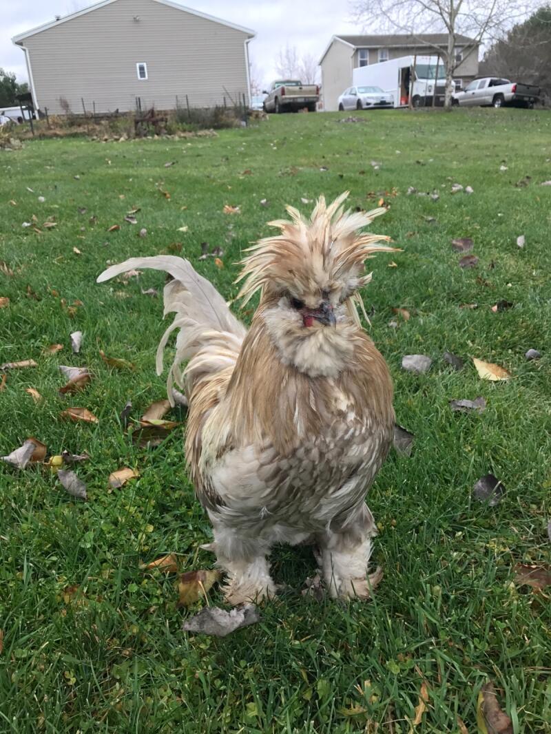 Sultan Chickens | Sultan For Sale