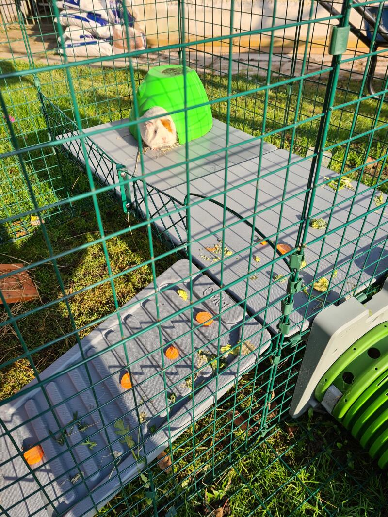 Zippi Guinea Pig Platforms for Zippi Runs | Omlet | Guinea Pig Hutches ...