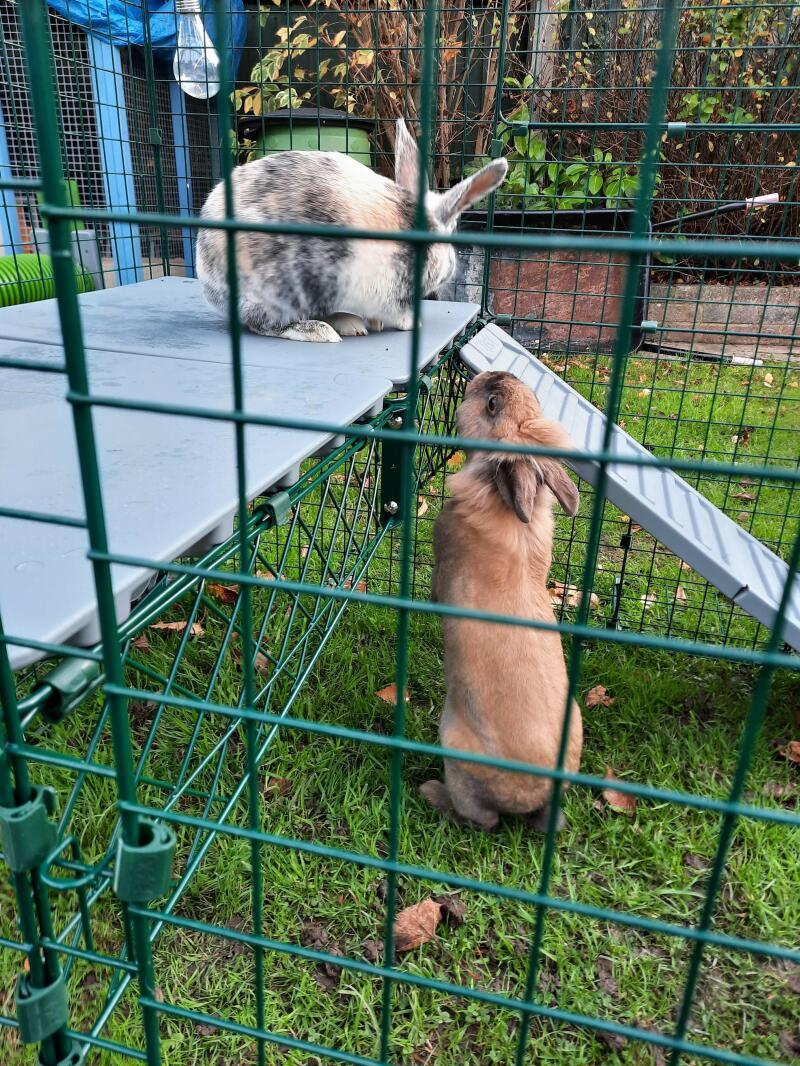 Zippi Rabbit Platforms for Zippi Runs | Omlet | Rabbit Hutches, Rabbit ...