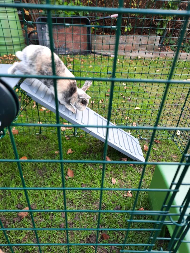 Zippi Rabbit Platforms for Zippi Runs | Omlet | Rabbit Hutches, Rabbit ...