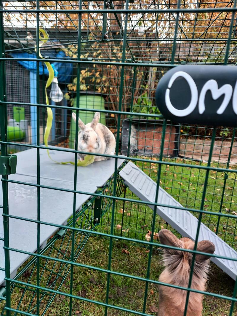 Zippi Rabbit Platforms for Zippi Runs | Omlet | Rabbit Hutches, Rabbit ...