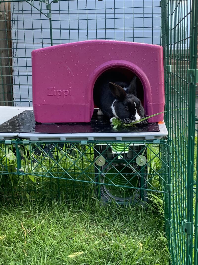 Zippi Rabbit Platforms for Zippi Runs | Omlet | Rabbit Hutches, Rabbit ...