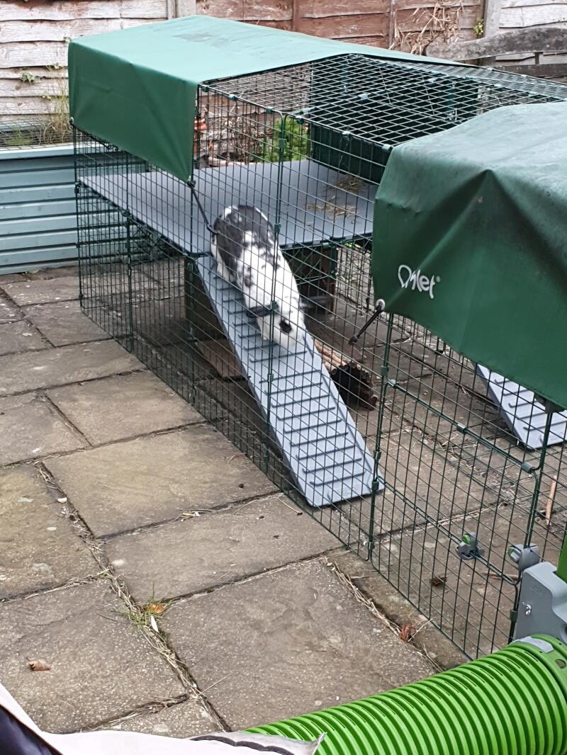 Zippi Rabbit Platforms for Zippi Runs | Omlet | Rabbit Hutches, Rabbit ...