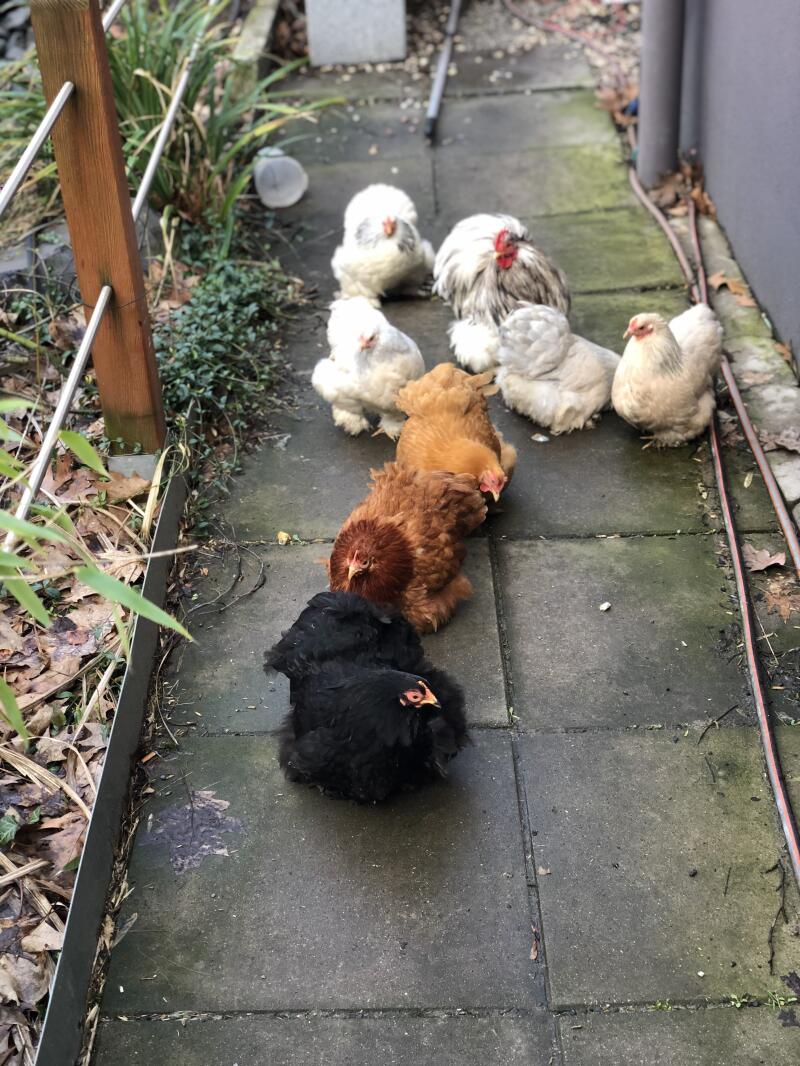 Pekin Bantam For Sale | Chickens | Breed Information | Omlet