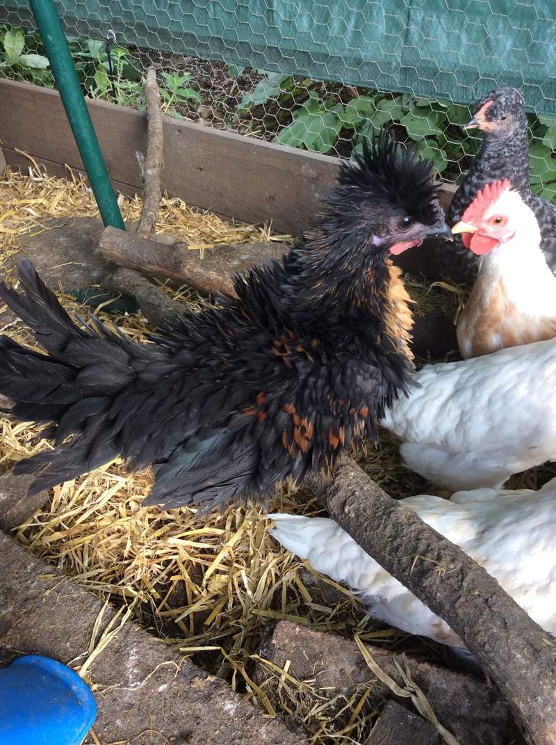 Frizzle Chickens | Frizzle For Sale