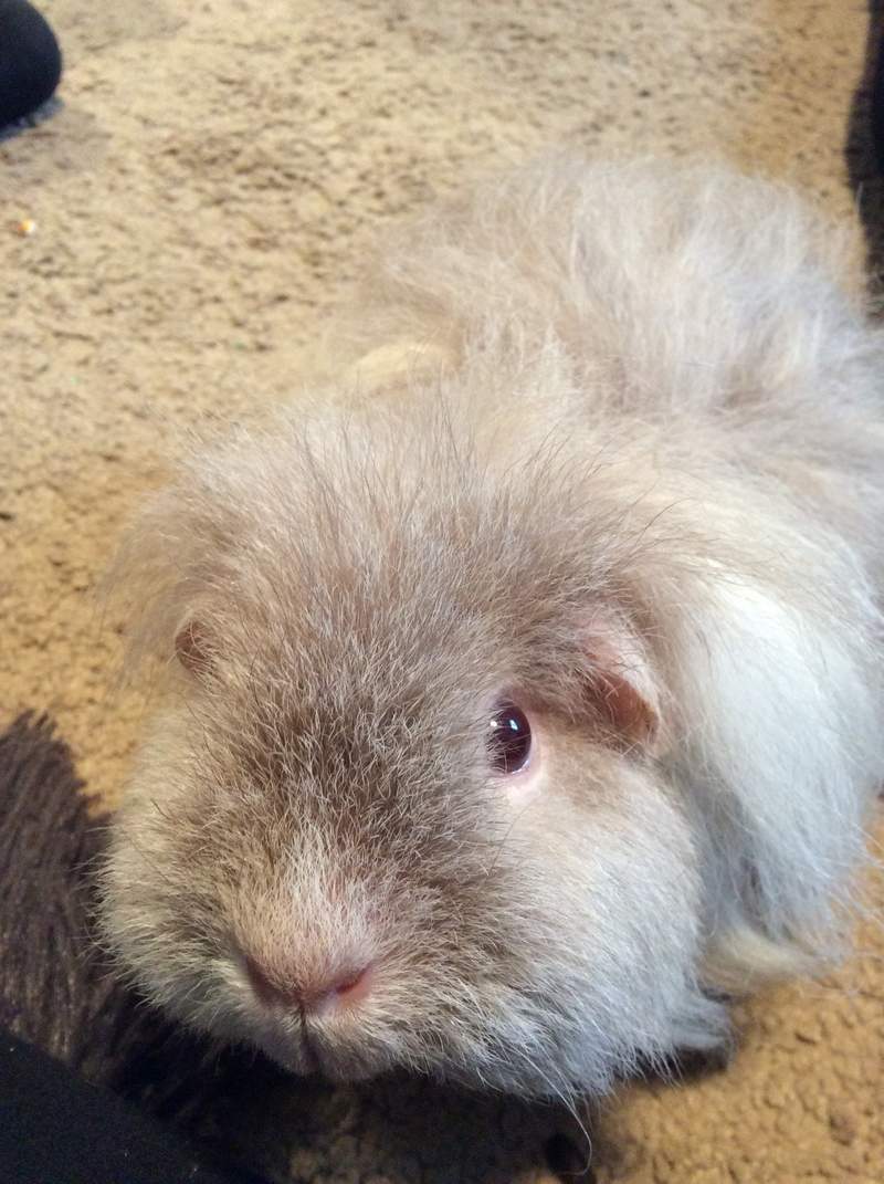 Texel For Sale | Guinea Pigs | Breed Information | Omlet