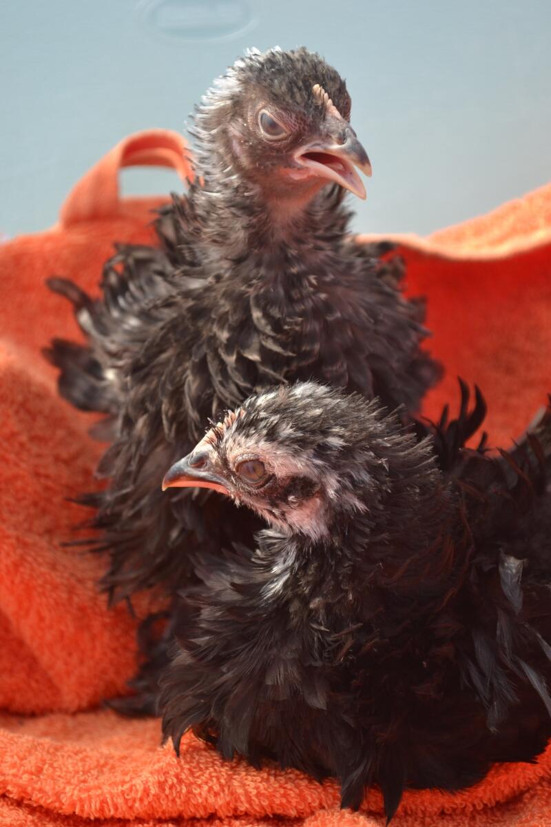 Frizzle Chickens | Frizzle For Sale