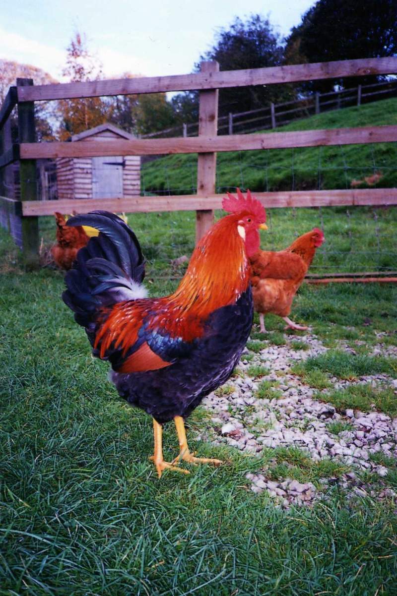 Welsummer For Sale | Chickens | Breed Information | Omlet