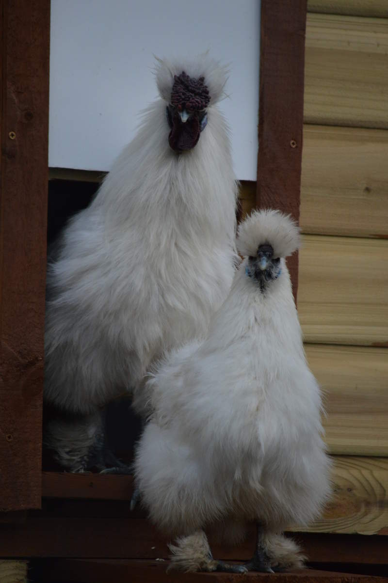 Silkie For Sale | Chickens | Breed Information | Omlet