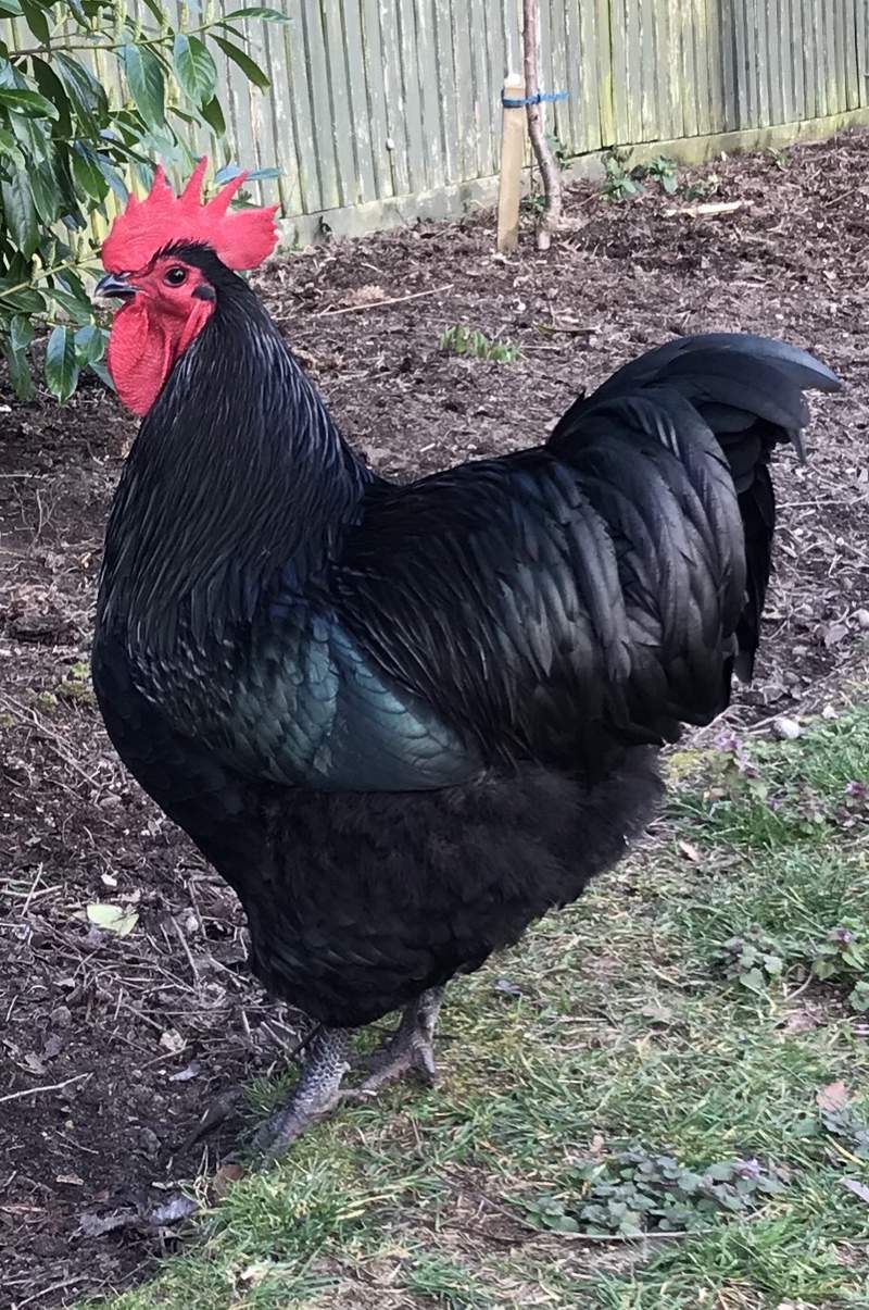 Australorps For Sale | Chickens | Breed Information | Omlet